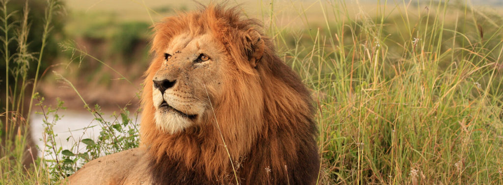 Matira Safari - Maasai Mara Adventure