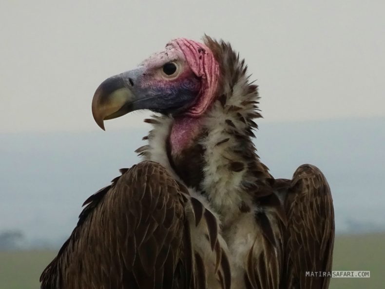 The consequences of the vulture's death - Matira Safari