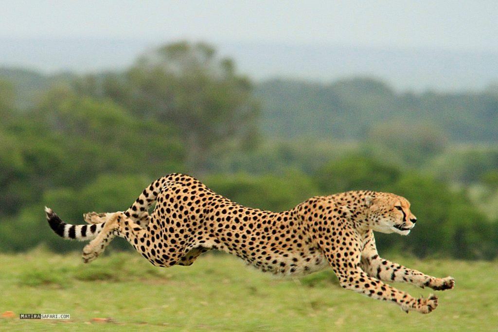 Wildlife Archive - Matira Safari
