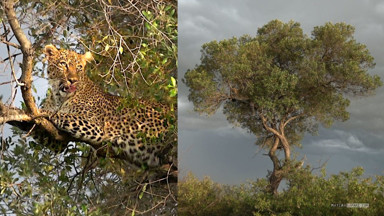 Too stormy to rest in a tree - Matira Safari